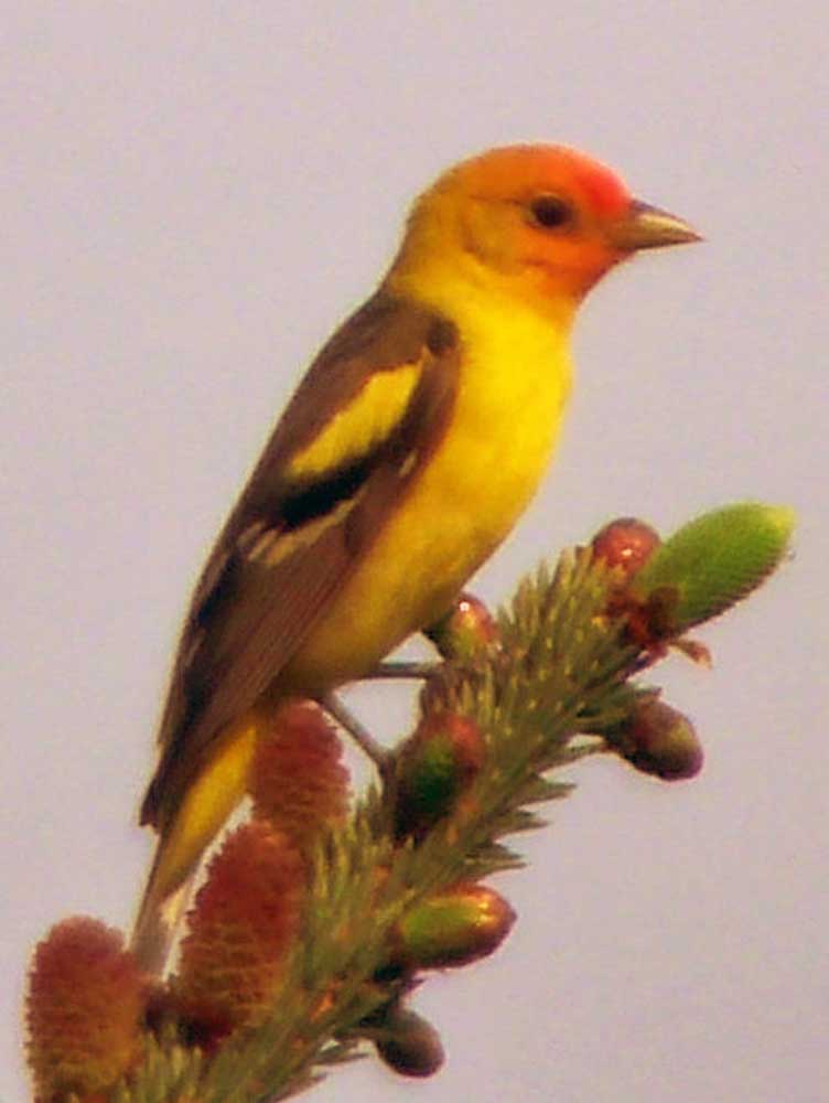 Go birding with a park ranger | Discover Our Coast